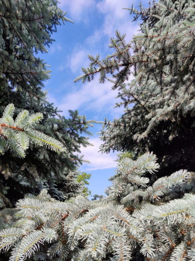 View of Blue Sky with Fluffy Clouds through Fluffy Branches of Blue ...