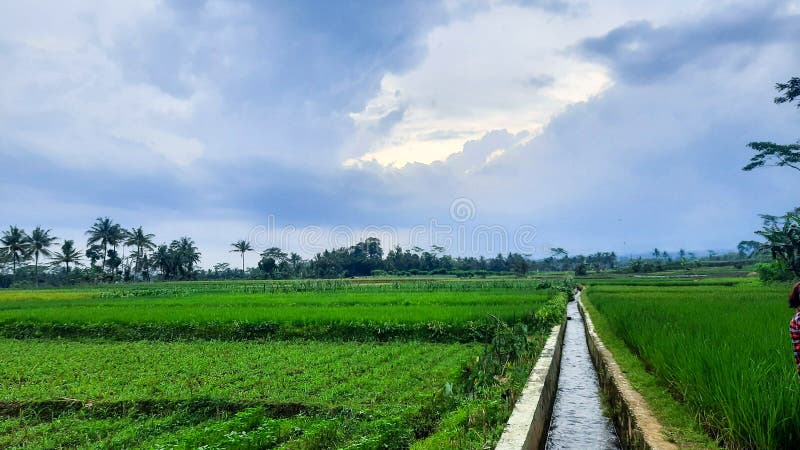View of the Blue Sky Over the Rice Fields. Stock Image - Image of ...