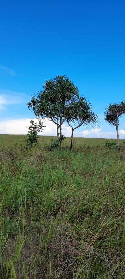 In View is the Blue Sky with Pandanas. Stock Image - Image of view ...