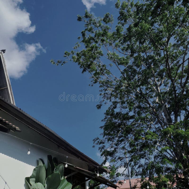 The View of the Blue Sky Together with a Very Elegant Shady Tree Stock ...