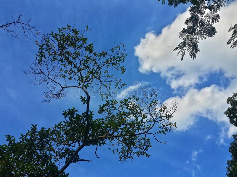View of blue sky and trees stock photo. Image of nature - 208765034