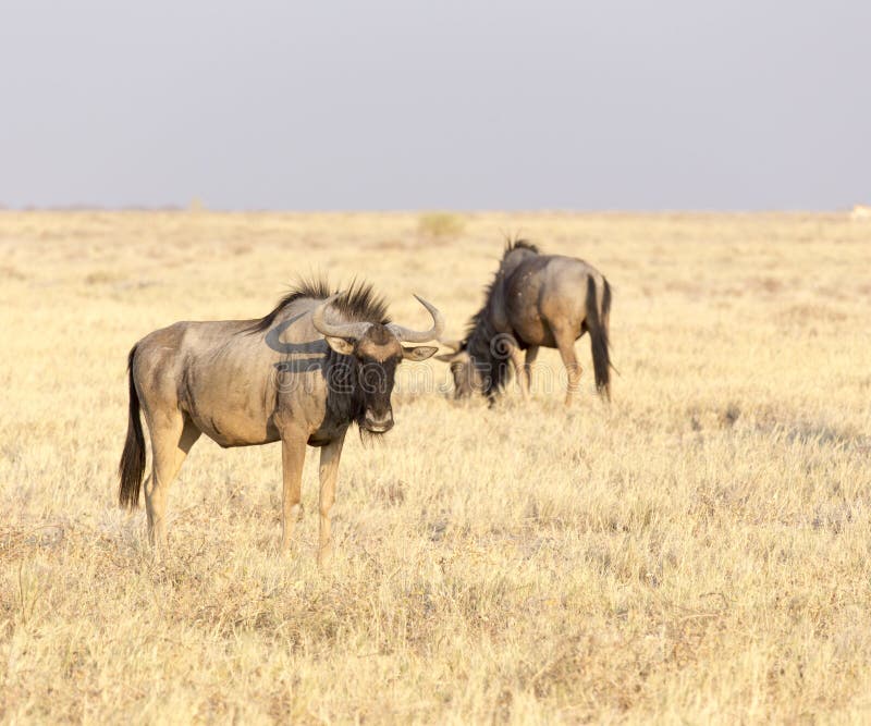 A view of blue wildebeest stock photo. Image of antelope - 268570938