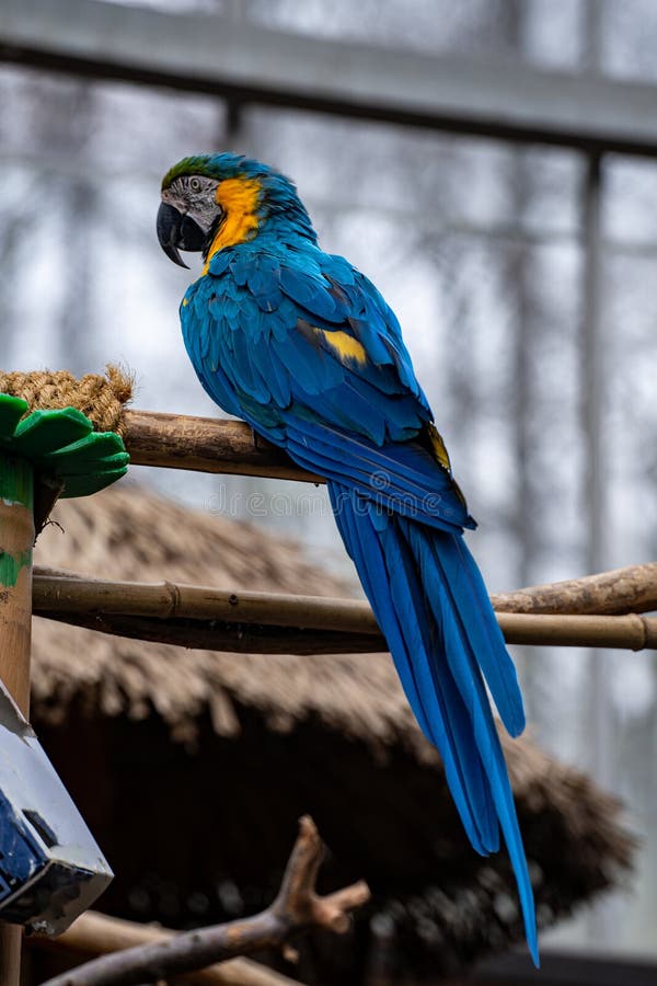 View of Blue and Yellow Macaw at the Toronto Zoo Stock Photo - Image of ...