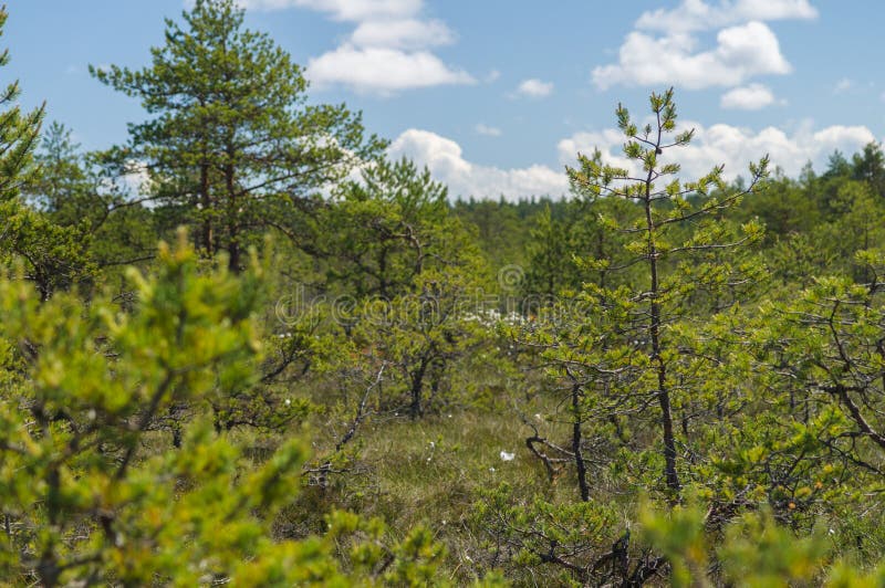 Path through bog stock photo. Image of view, baltic, marsh - 60287672