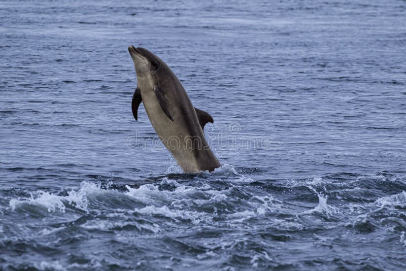 View of a Bottlenose Dolphin Jumping Out of the Blue Water Stock Image ...