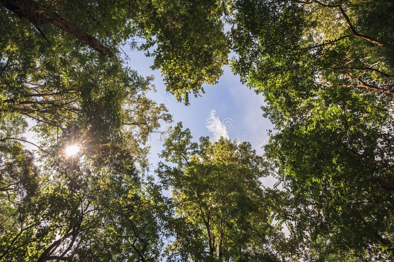 A View from the Bottom of a Big Tree in the Forest Stock Image - Image ...