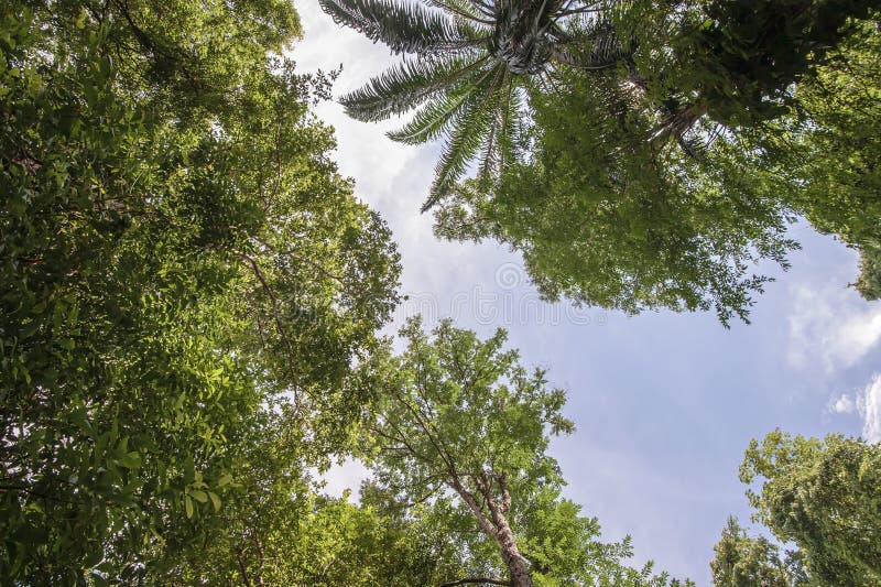 A View from the Bottom of a Big Tree in the Forest Stock Photo - Image ...