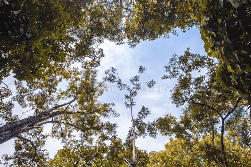 A View from the Bottom of a Big Tree in the Forest Stock Image - Image ...