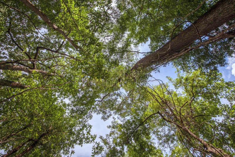 A View from the Bottom of a Big Tree in the Forest Stock Image - Image ...