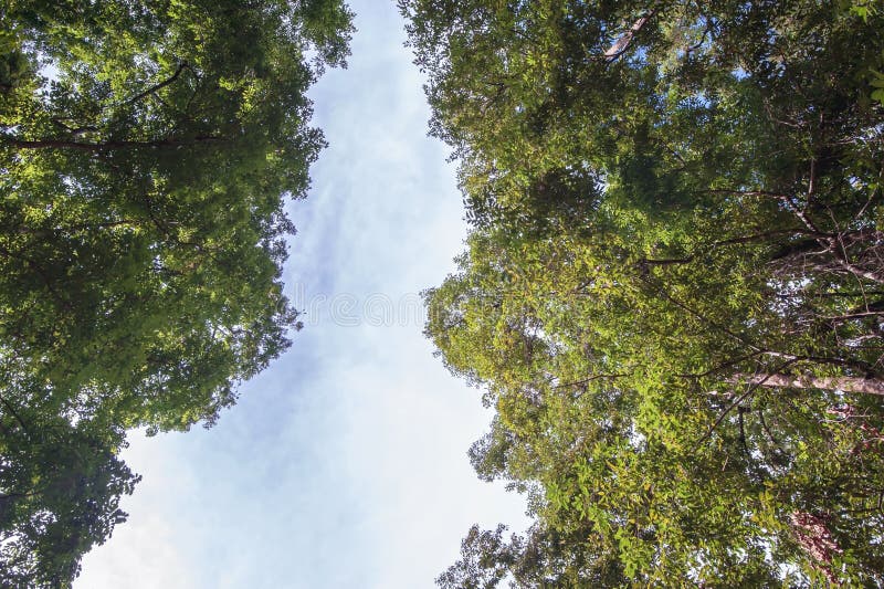 A View from the Bottom of a Big Tree in the Forest Stock Photo - Image ...