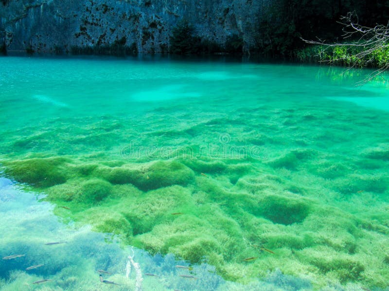 View of the Bottom Covered with Moss and Algae through the Clear Water ...