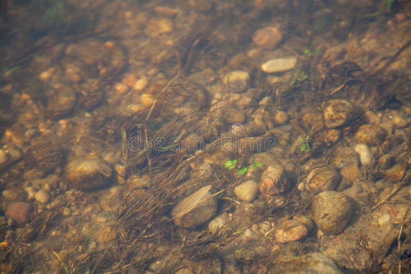 View of Bottom of the Lake through Clear Water Stock Image - Image of ...