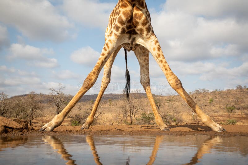 View of the Bottom Part of a Giraffe Stock Image - Image of ...
