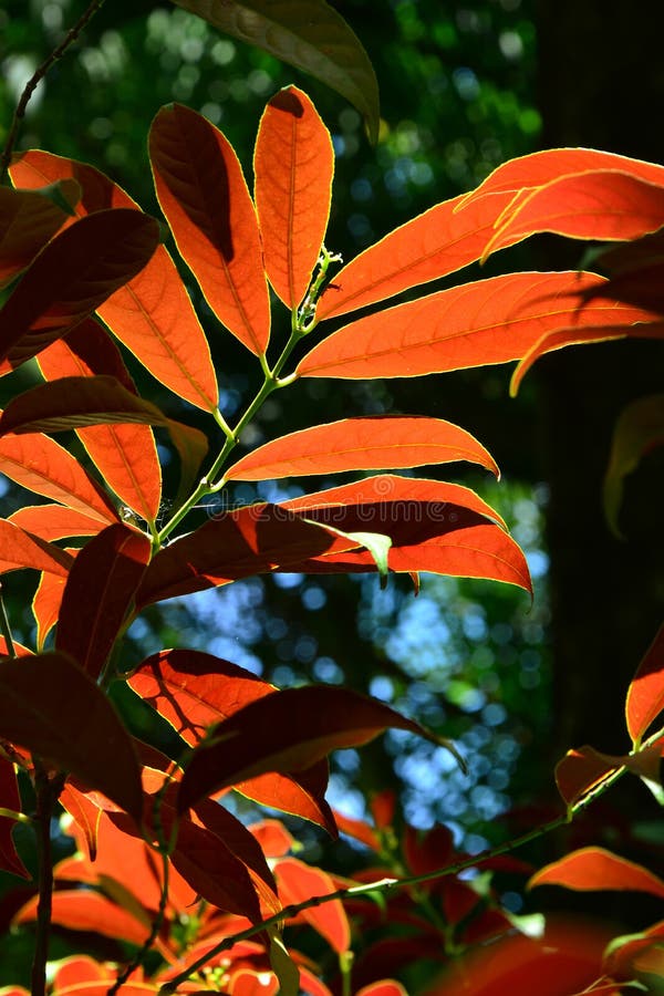 Picara Stock Photos - Free & Royalty-Free Stock Photos from Dreamstime