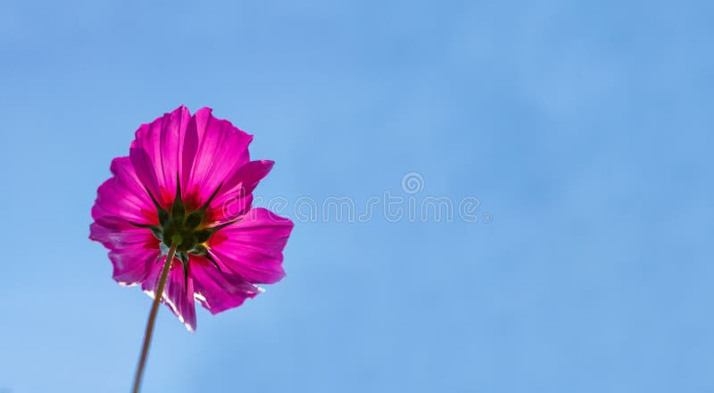 Bottom View of a Cosmos Flower Stock Image - Image of flora, flowers ...