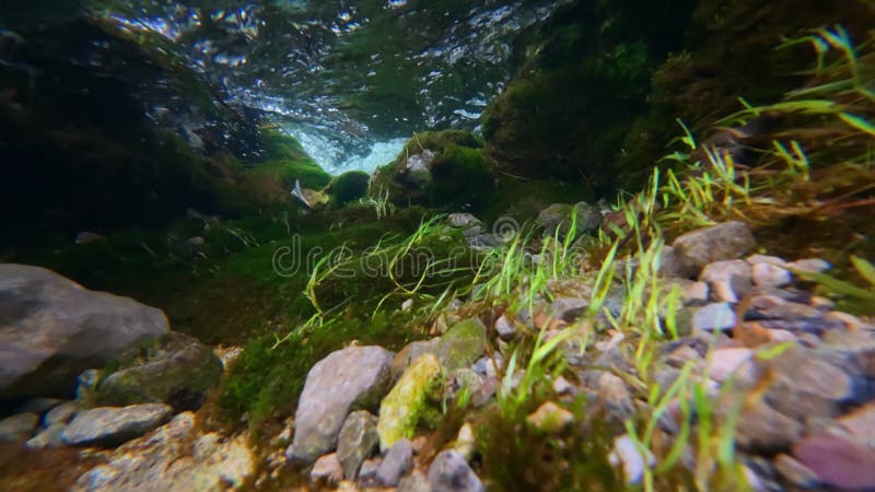 View of the Bottom of River Lathkill with Green Plants, Rocks and Clear ...
