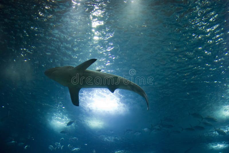 View from the Bottom of a Shark Swimming Stock Image - Image of ...