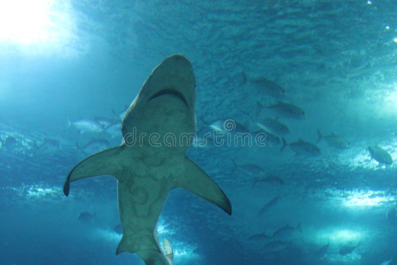View from the Bottom of a Shark Swimming Stock Photo - Image of stomach ...