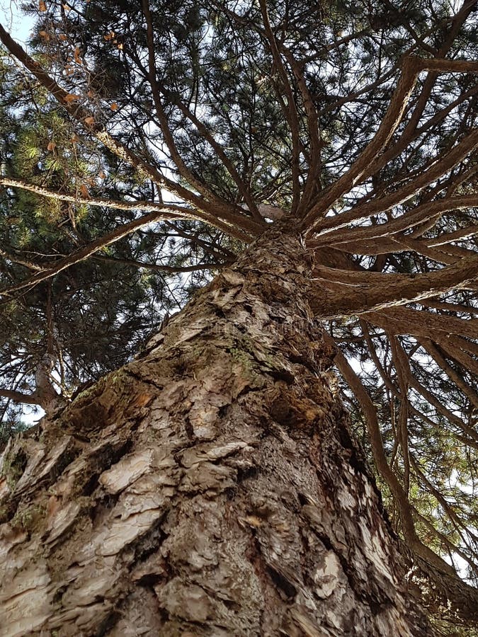 The View from the Bottom To the Top on the Trunk and the Crown of the ...