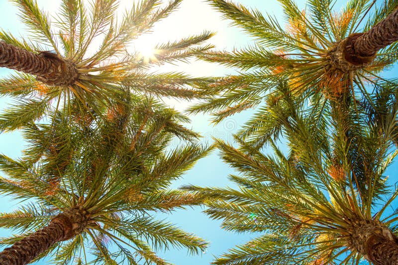 View from Bottom on Top of Palm Tree with Sky Stock Photo - Image of ...