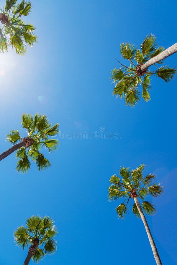View from Bottom on Top of Palm Tree with Sky Stock Photo - Image of ...