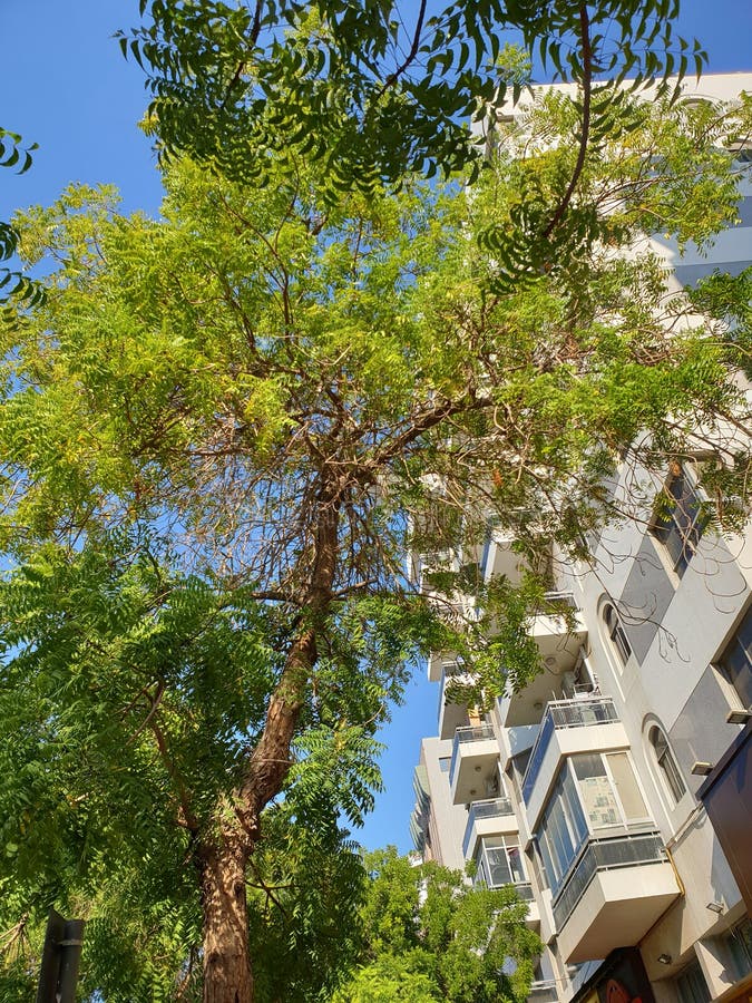 A View from the Bottom Towards the Sky Shows Various Trees beside an ...