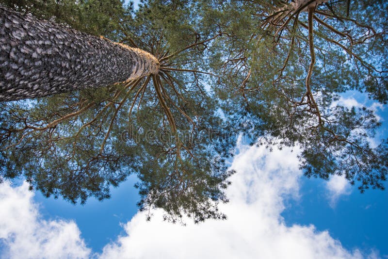 View from the Bottom of the Tree Canopy, Blue Sky and White Clouds ...