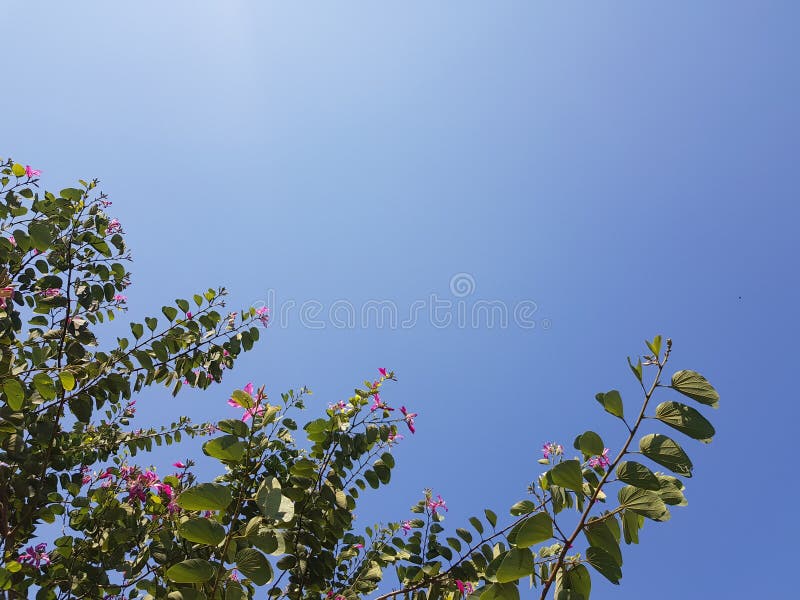 View from Bottom the Tree Has Pink Flowers and the Sky is Bright Stock ...