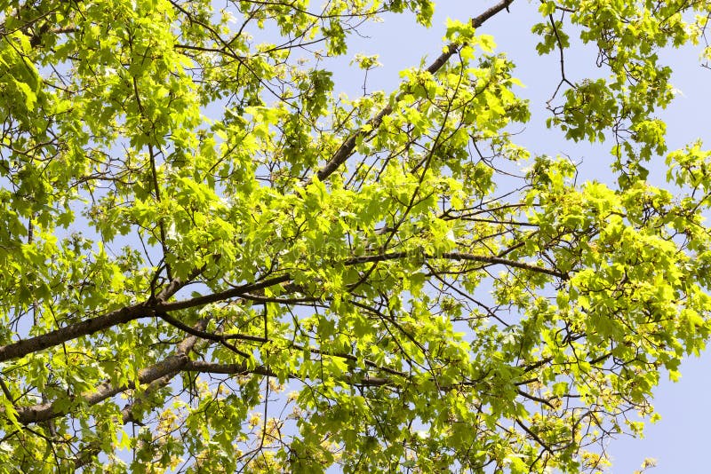 Maple tree spring leaves stock photo. Image of leaves - 102903932