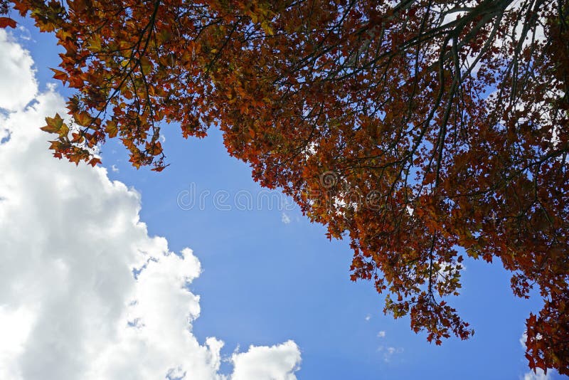 View from the Bottom Up through the Crown of a Tall Maple. Stock Image ...