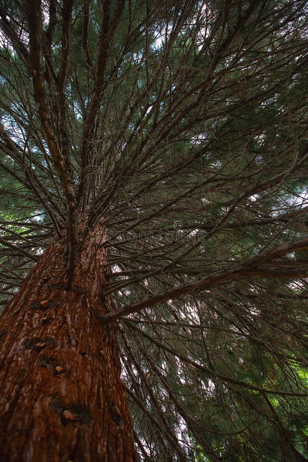 View from the Bottom Up on To Sequoia Branches Stock Image - Image of ...