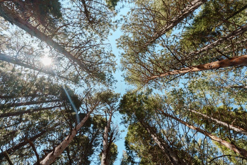 View from the Bottom Up on To Sequoia Trees Branches. Stock Photo ...