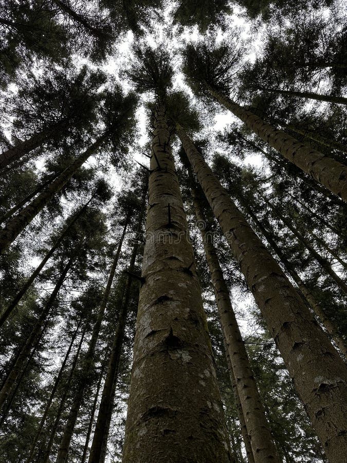 Looking Up in a Forest and Seeing the Canopy Stock Image - Image of ...