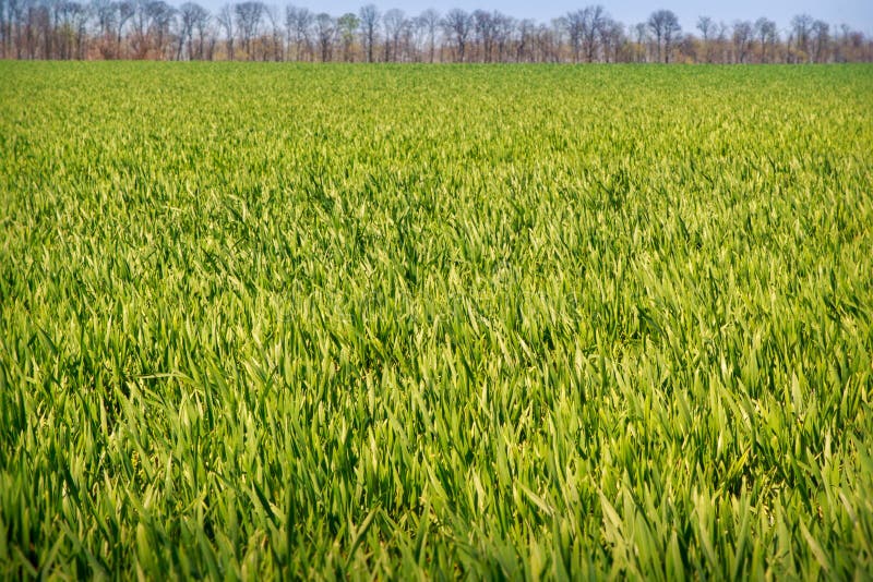 Boundless green spaces stock photo. Image of beauty - 114239024