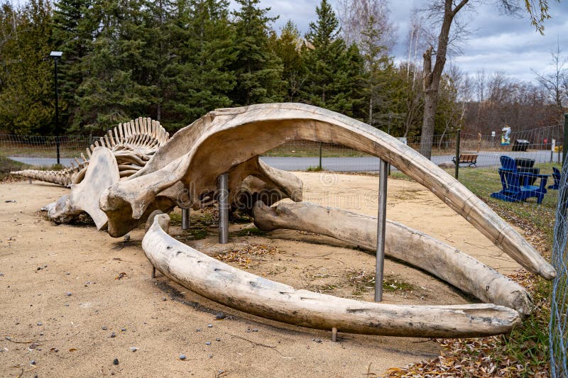 View of Bowhead Whale Skeleton at the Toronto Zoo Stock Image - Image ...