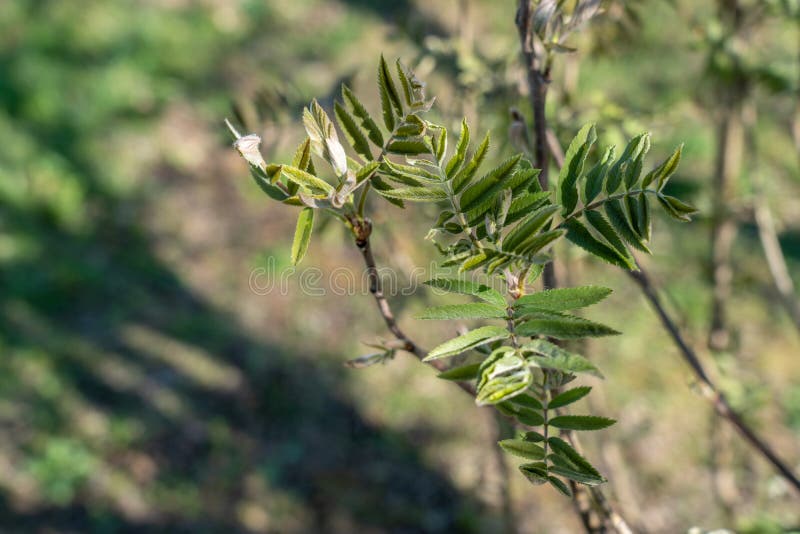Branch of Mountain Ash Tree with New Green Leaves Stock Photo - Image ...