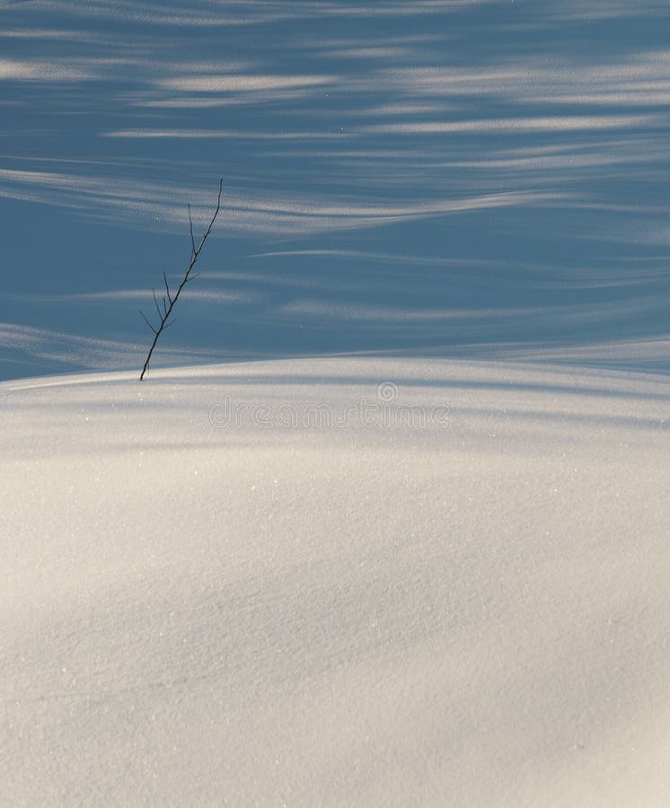 View of a Branch on Snow with Wavy Shadows in Background Stock Photo ...