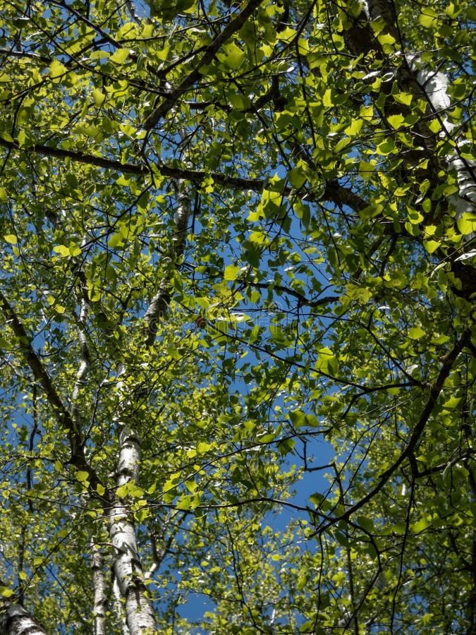 View of Branches of the Birch Tree with Bright Green Leaves in the Wind ...