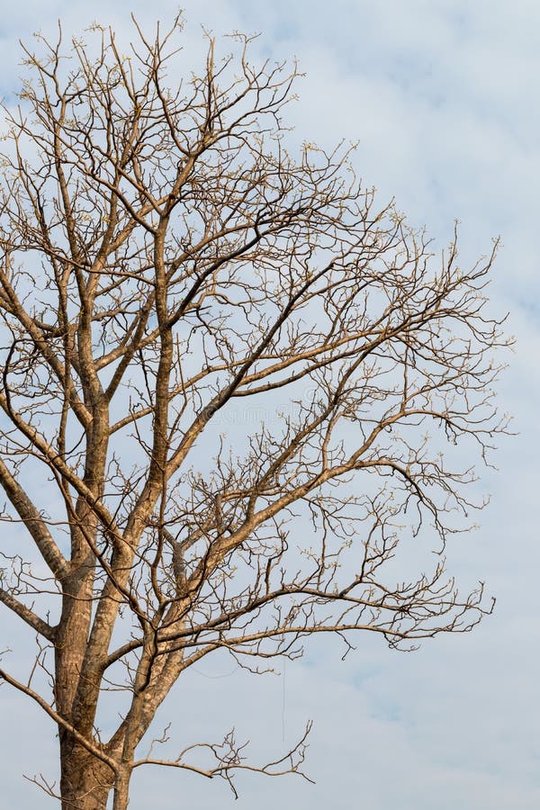 Dry Branches of Deciduous Trees. Stock Image - Image of color, park ...