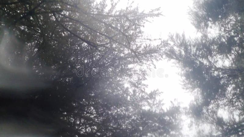 View of the Branches of Trees from the Hatch of a Driving Car. Stock ...