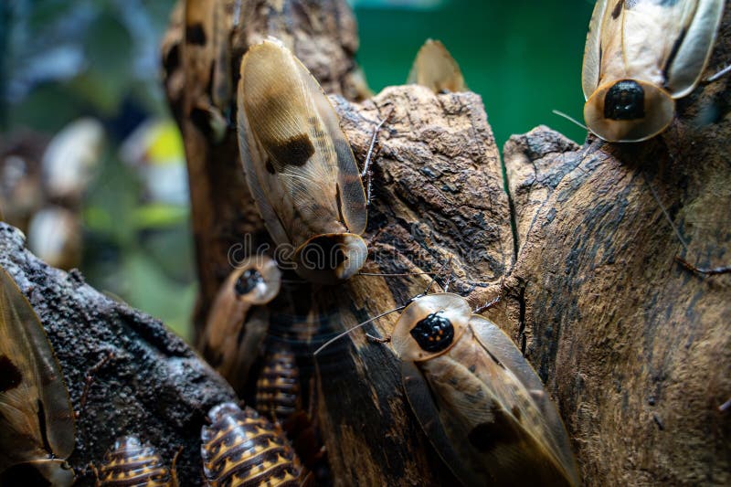 View of Brazilian Giant Cockroach at the Toronto Zoo Stock Image ...