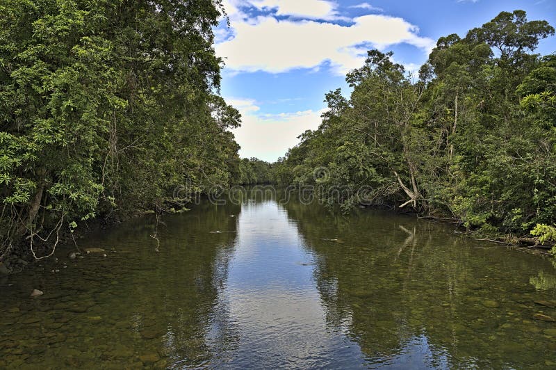 View from a Bridge at Bloomfield River in the Daintree Rainforest Stock ...