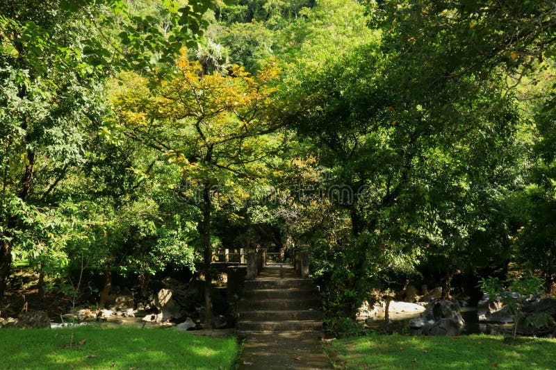 View of the Bridge on the River in the Middle of the Forest Under Shady ...