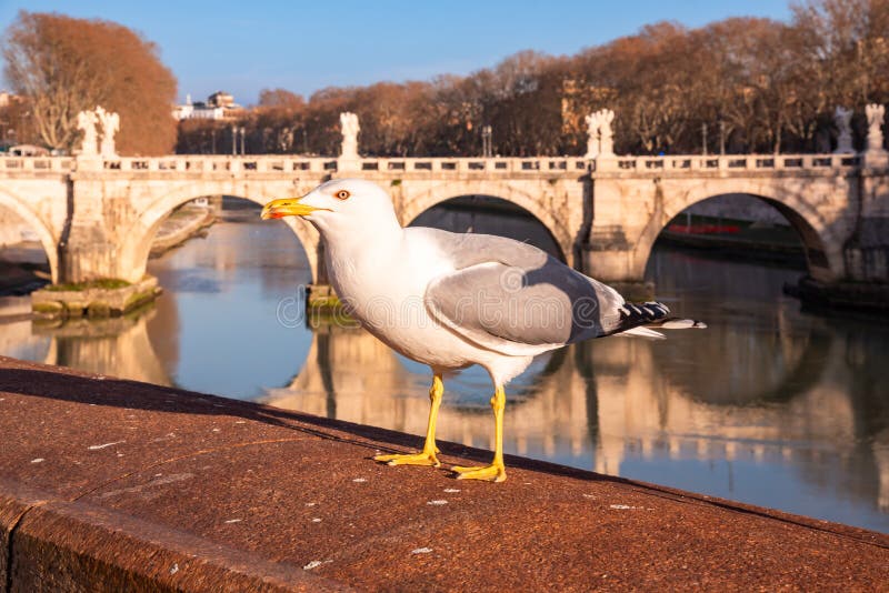 View of Bridge in Rome City, Italy Stock Photo - Image of europe, tiber ...