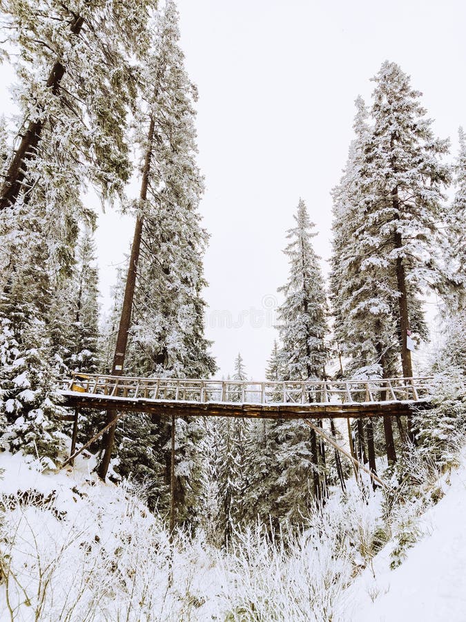 View of Bridge in Snowed Forest Stock Image - Image of snowing, forest ...