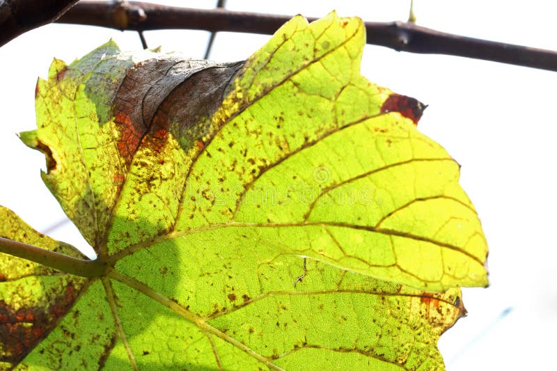 GREEN VINE LEAF UNDERGOING CHANGES in AUTUMN Stock Image - Image of ...