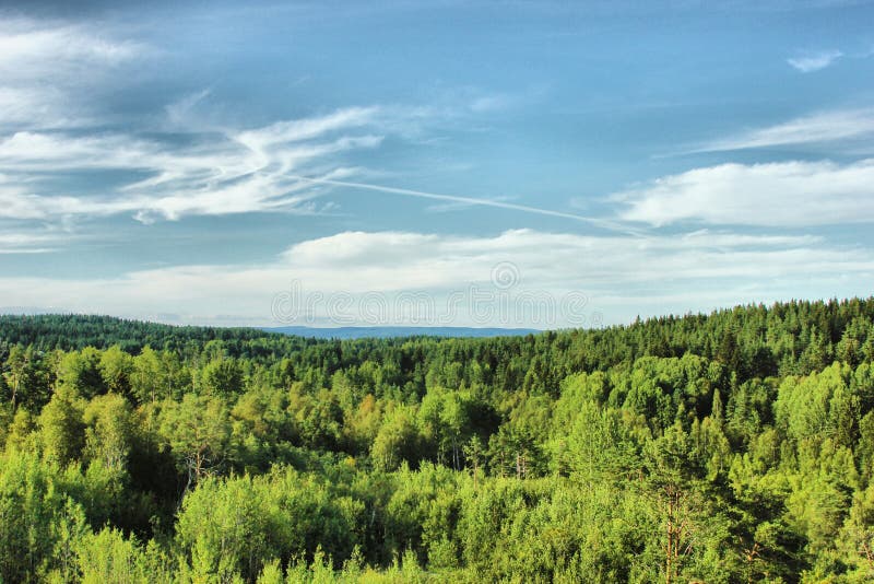 Flying over the forest stock photo. Image of grass, bright - 236393726
