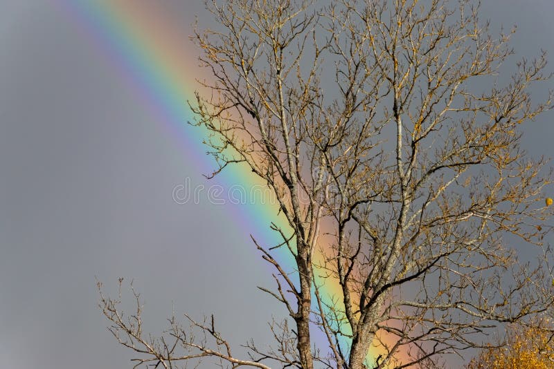 View on the Bright Rainbow and Dramatic Sky through the Tree. Stock ...