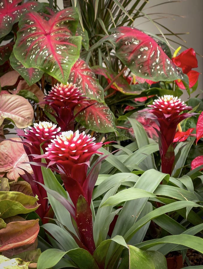 Beautiful Bright Red Plant in Full Bloom Stock Image - Image of ...