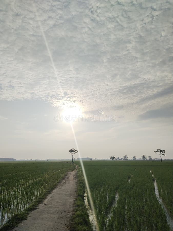 A View of Bright Rice Field in the Morning Covered with Dew Stock Photo ...
